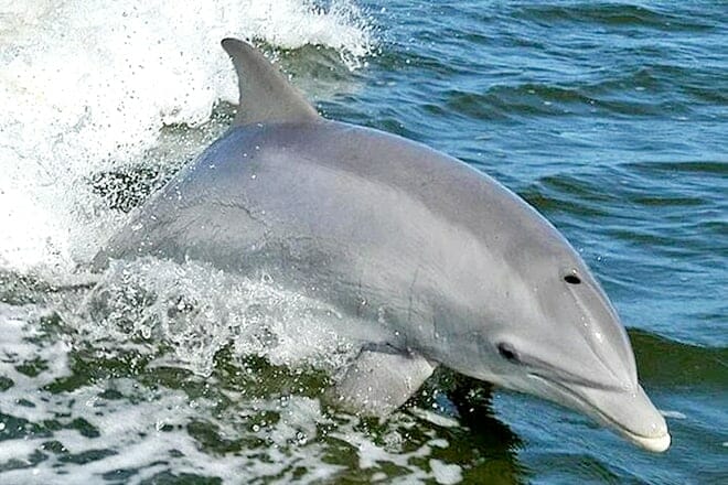 Orange Beach Dolphin Tour