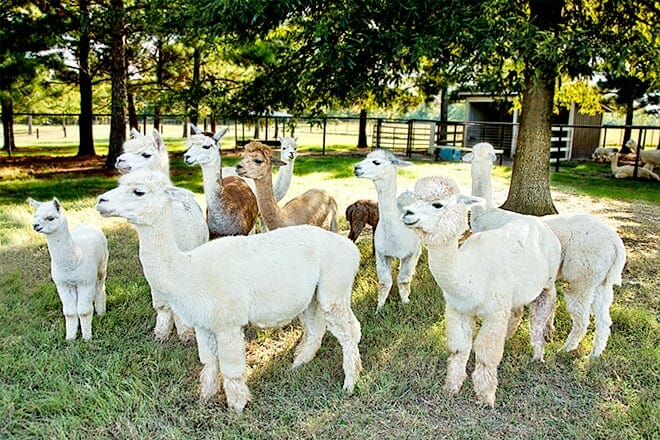 Alpaca Farm Tour In Adairsville Georgia