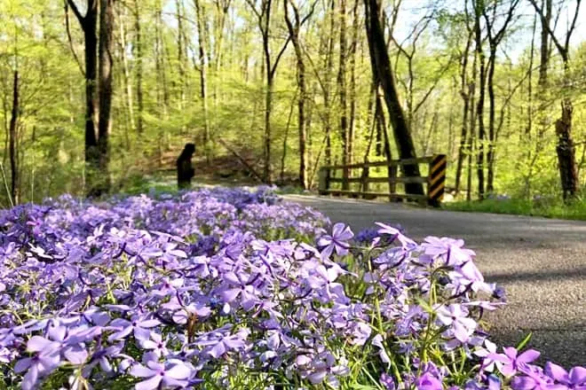 Meeman-Shelby Forest State Park