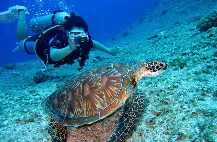 July And August Are The Best Months To Swim With Whale Sharks And Sea Turtles