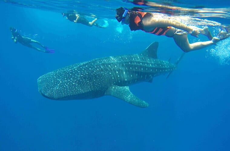 Swim With Whale Sharks Cancun