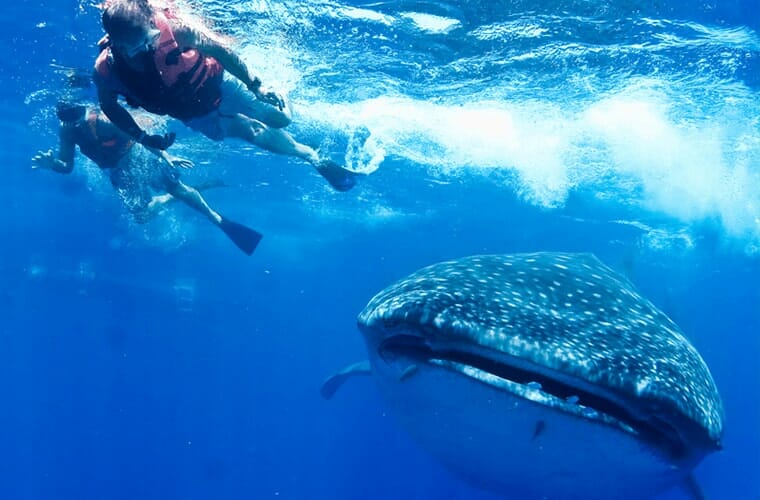 Ecocolors Tours – Swim With Whale Shark Tour