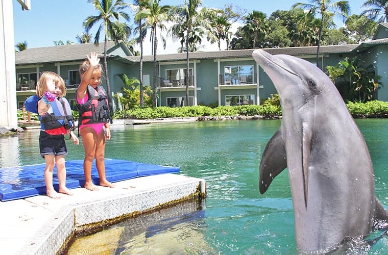 Dolphin Quest – Oahu, Oahu