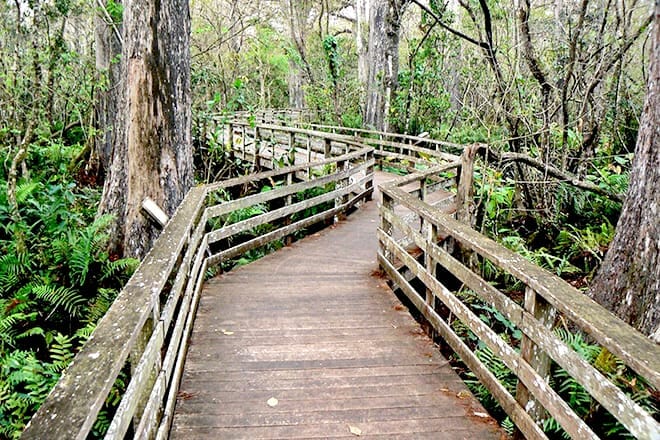 Corkscrew Swamp Sanctuary