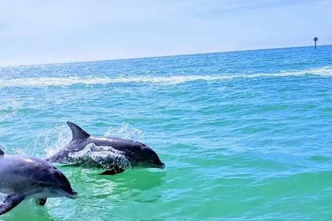 Dolphin Watch Cruise To Shell Key