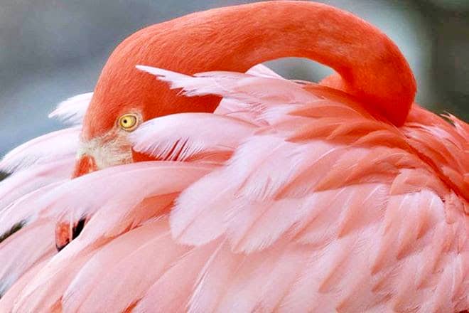 Flamingo Gardens Tours