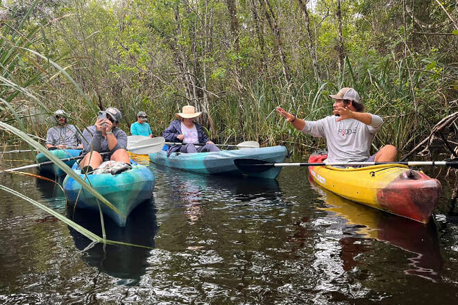 Guided Kayak Mangrove Ecotour in Rookery Bay Reserve