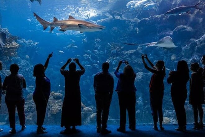 The Florida Aquarium In Tampa Bay