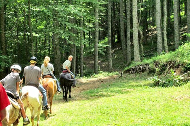 Horseback Riding On The Fern Forest Trail