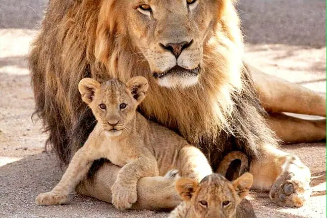 Lion Habitat Ranch