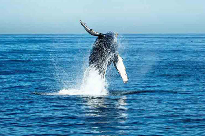 newport beach whale and dolphin watching cruise