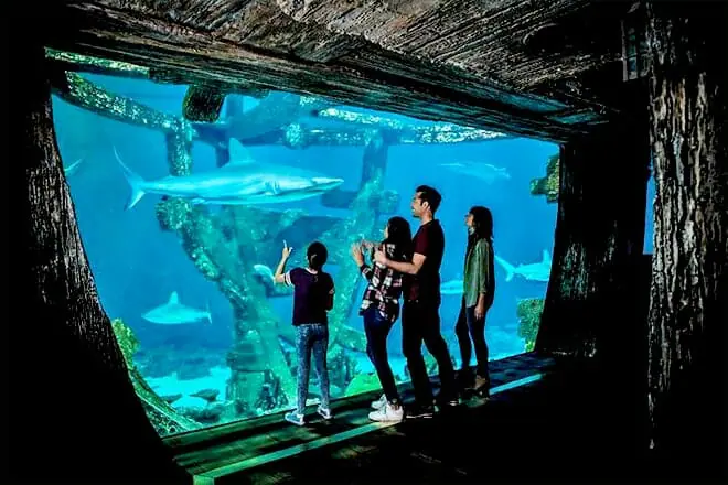Shark Reef Aquarium