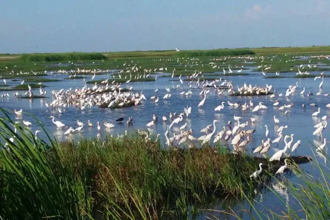 Brazoria National Wildlife Refuge