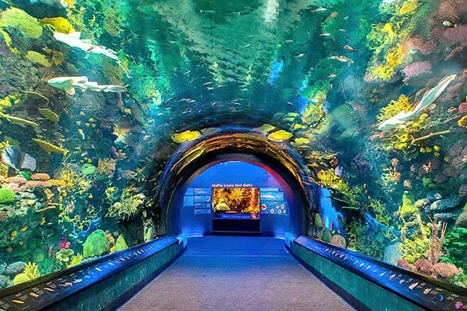 Coney Island & the New York Aquarium