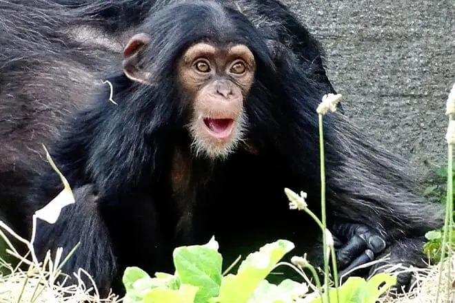 Detroit Zoo