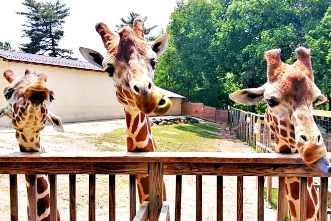 Elmwood Park Zoo