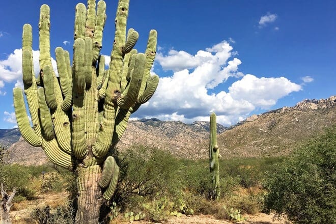 Catalina State Park — Tucson