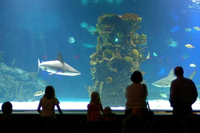 Newport Aquarium — Newport
