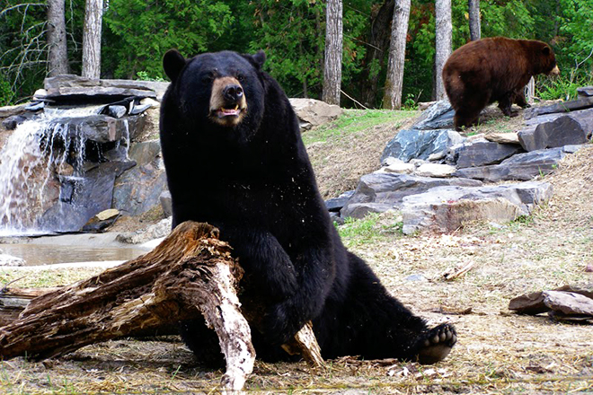 North American Bear Center — Ely