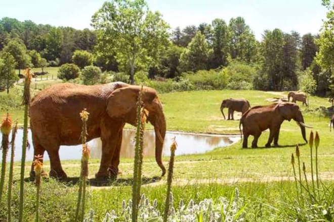 North Carolina Zoo — Asheboro