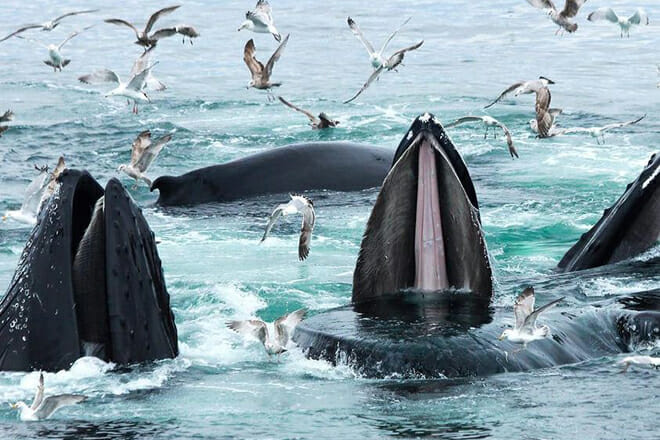 whale watching cruise — boston