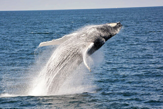 Whale Watching Cruise — Boston