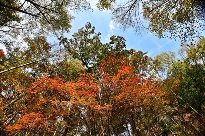 Kanawha State Forest — South Charleston