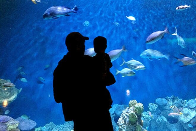 National Mississippi River Museum and Aquarium — Dubuque