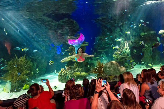 Ripley’s Aquarium Of The Smokies — Downtown Gatlinburg