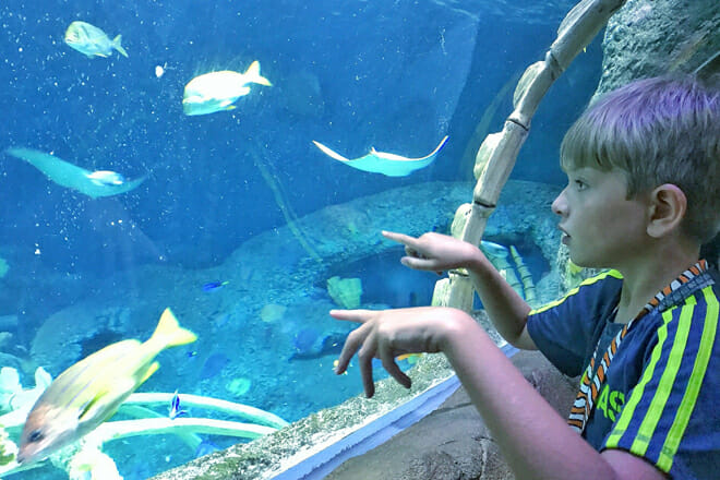 sea life kansas city aquarium