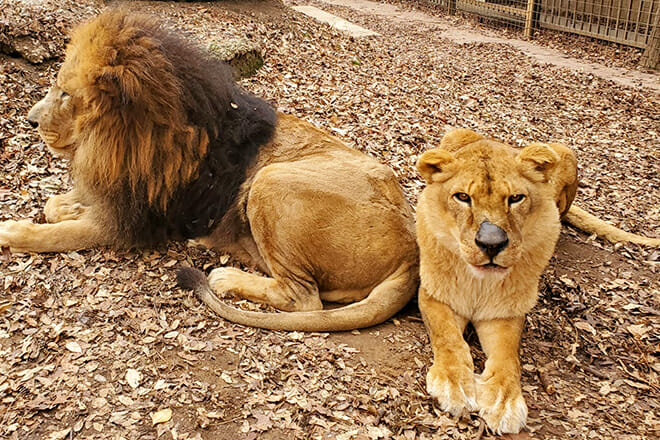 Safari Zoological Park — Caney