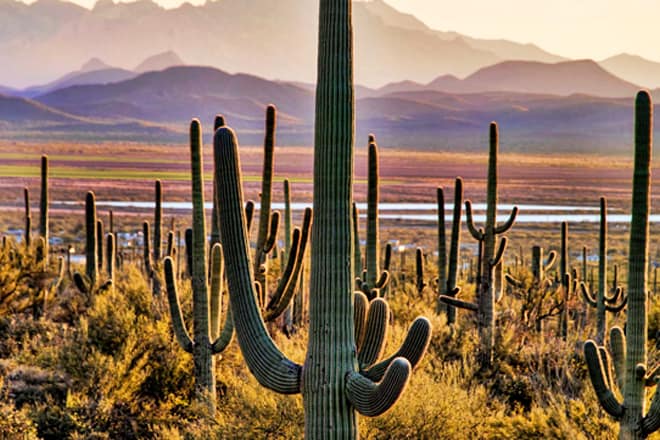 Saguaro National Park — Sonoran Desert