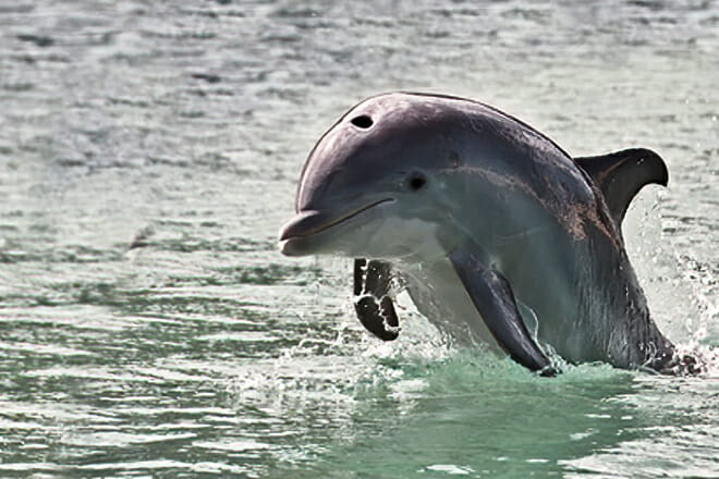 Savannah Dolphin Tours — Tybee Island