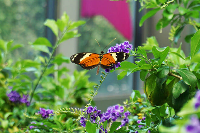 Texas Discovery Gardens Butterfly House — South Dallas