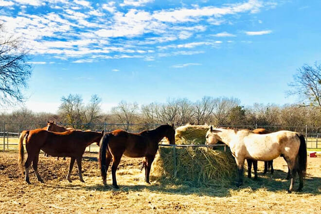 Texas Horse Park — Rylie Dallas