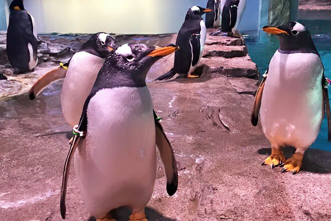 ABQ BioPark Aquarium — West Old Town