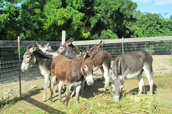 Antigua’s Donkey Sanctuary — Saint Paul Parish
