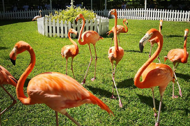 Ardastra Gardens & Wildlife Conservation Center — Nassau