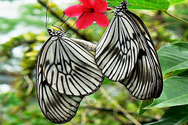 Balitopia Butterfly Park