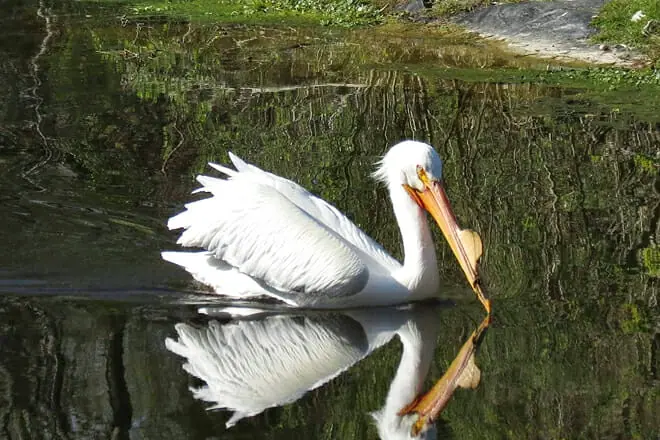 Baton Rouge Zoo