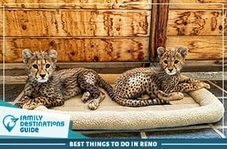 Best Things To Do In Reno