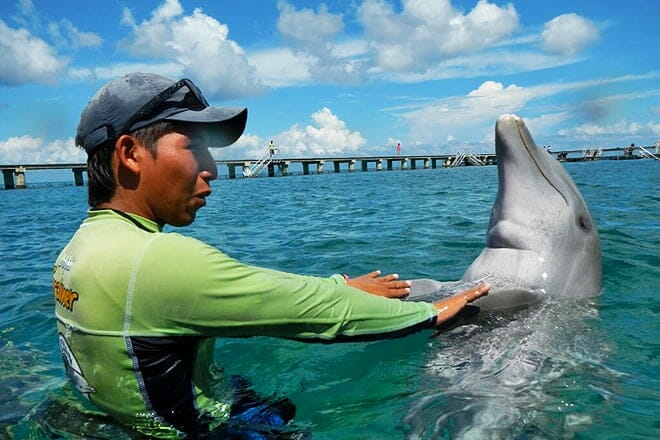 Dolphin Discovery Cozumel