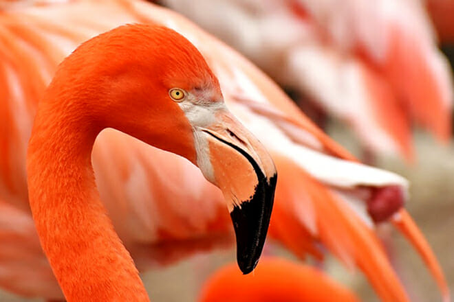 Flamingo Pond Overlook