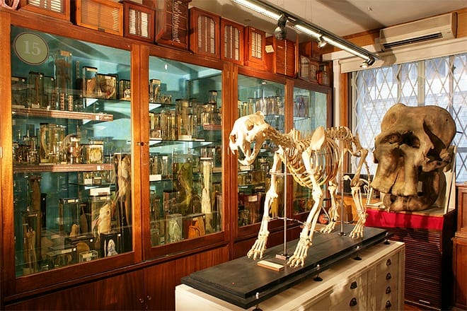 Grant Museum of Zoology