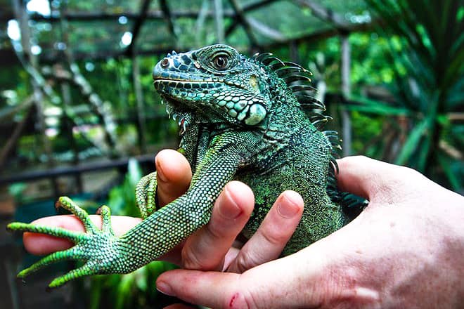 Green Iguana Conservation Project — Cayo District