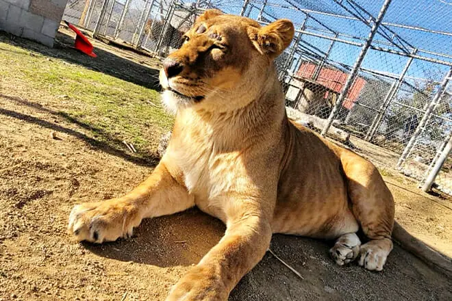 Sierra Safari Zoo