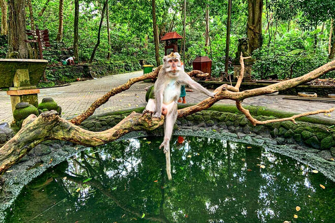 Ubud Monkey Forest — Gianyar