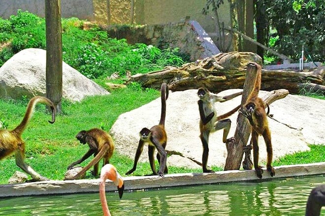 Vallarta Zoo