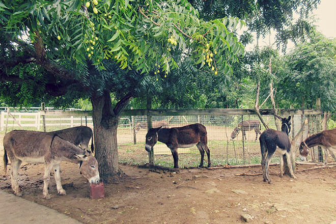 Antigua’s Donkey Sanctuary — Bethesda St. Paul