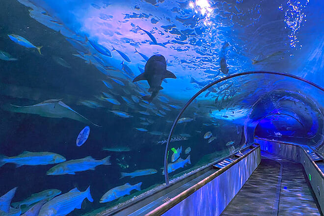 Aquarium Of The Bay